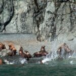 From Valdez: 7.5-hour Meares Glacier & Wildlife Cruise - The Value of the Experience