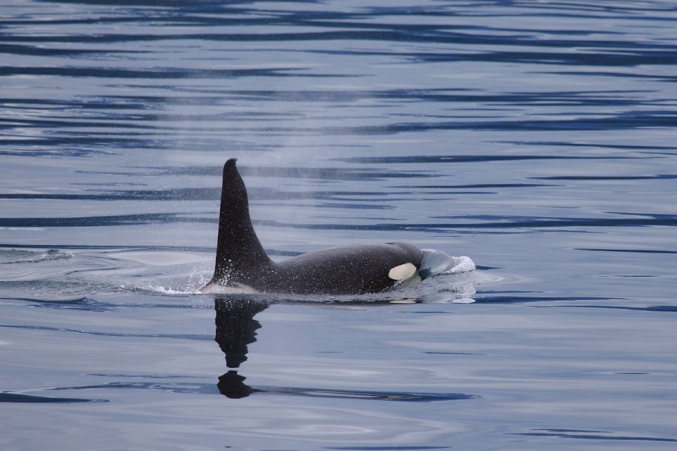 From Valdez: 7.5-hour Meares Glacier & Wildlife Cruise - Who Will Love This Tour?