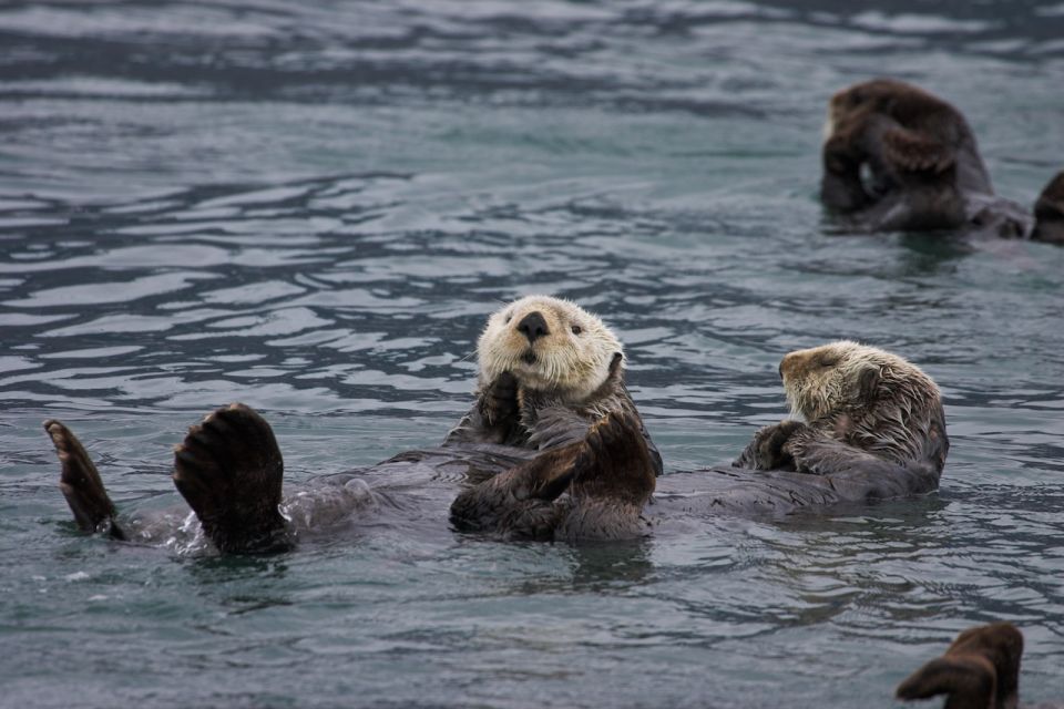 From Valdez: 7.5-hour Meares Glacier & Wildlife Cruise - The Sum Up