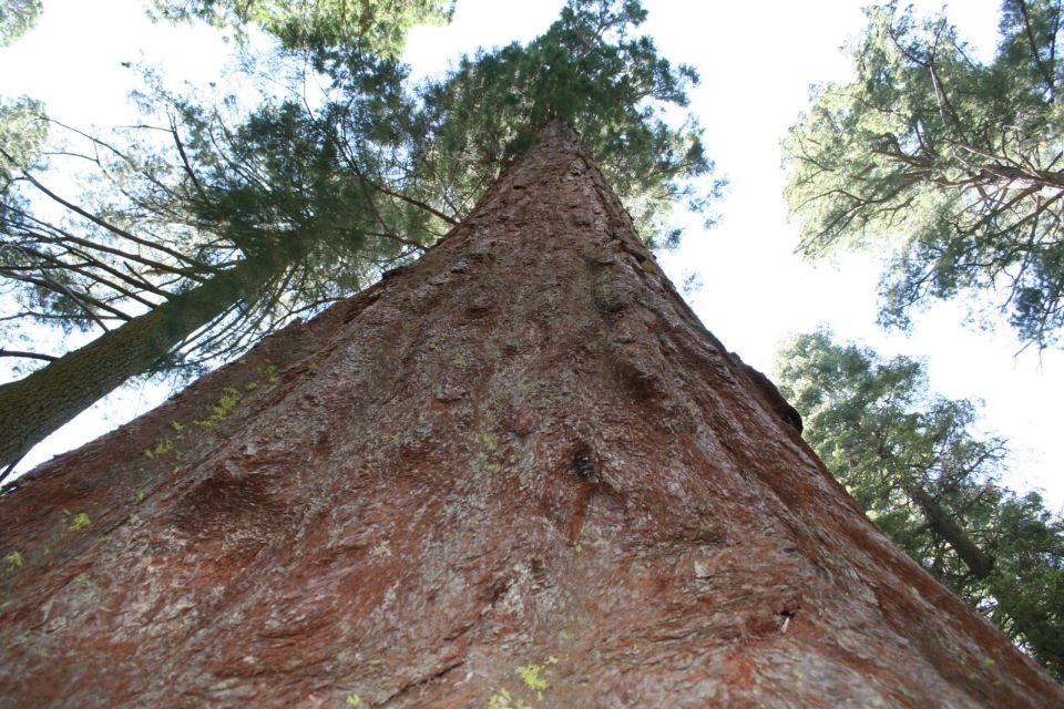 From Vegas to San Francisco: 7-Day National Park Tour - What to Expect on This 7-Day Adventure