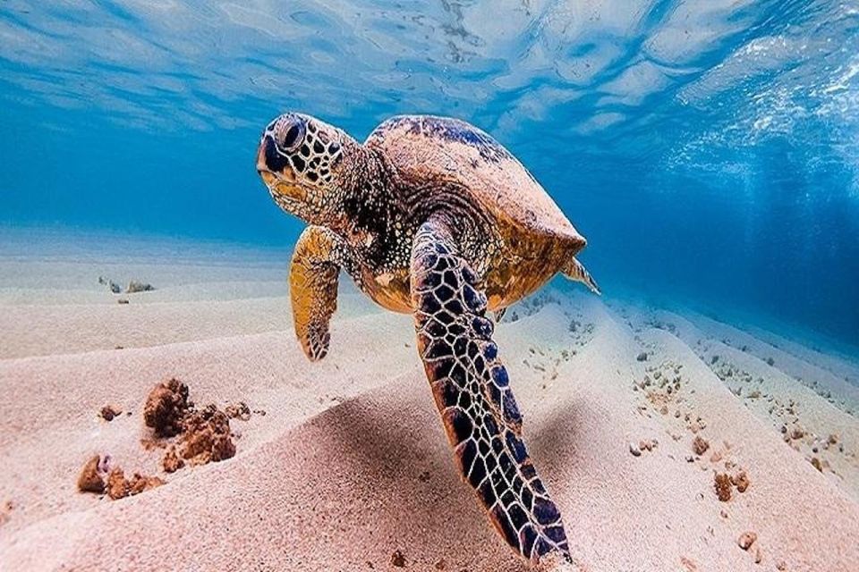 From Waikiki: Oahu Grand Circle Island Experience - Who Should Consider This Tour?