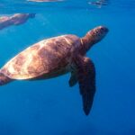 From Waikiki: Turtle Canyon Snorkeling Tour - Why this Turtle Canyon snorkeling tour stands out