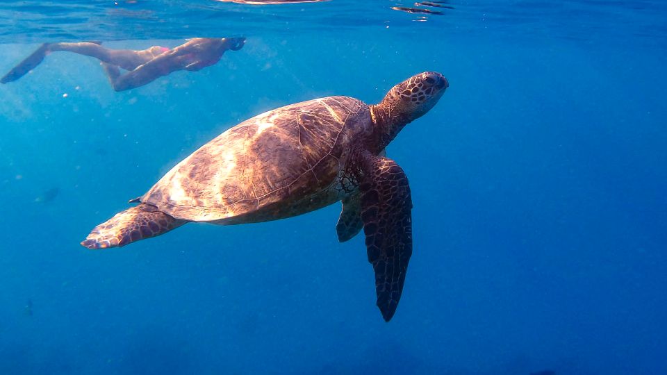 From Waikiki: Turtle Canyon Snorkeling Tour - Why this Turtle Canyon snorkeling tour stands out