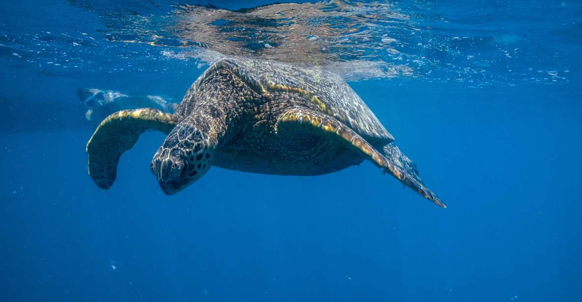 From Waikiki: Turtle Canyon Snorkeling Tour - What to expect during the tour