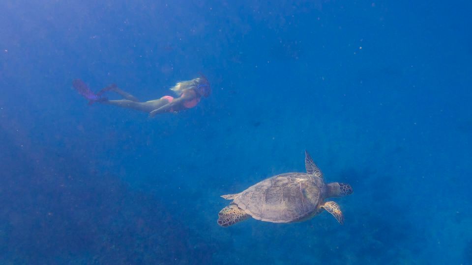 From Waikiki: Turtle Canyon Snorkeling Tour - FAQs