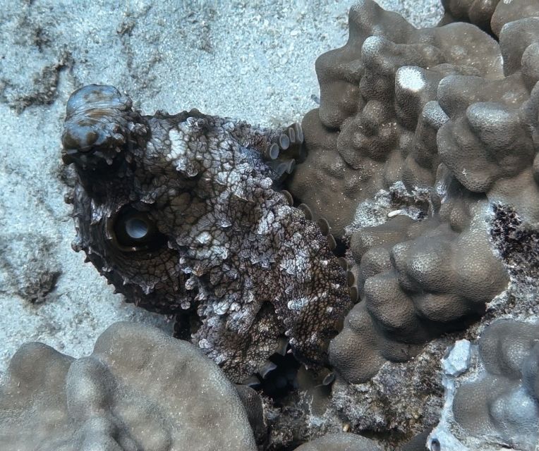 From Waikiki: Turtle Canyon Snorkeling Tour - Final words