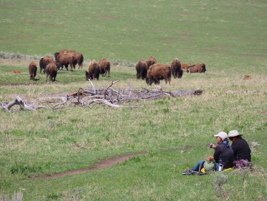 From West Yellowstone: Lamar Valley Wildlife Tour by Van - Introduction