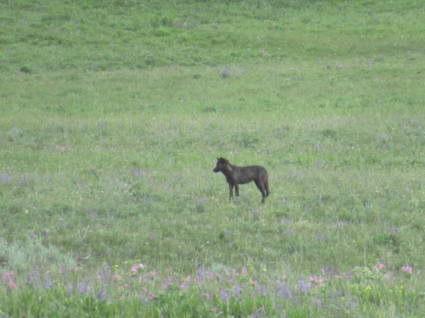 From West Yellowstone: Lamar Valley Wildlife Tour by Van - Key Points