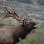 From West Yellowstone: Lamar Valley Wildlife Tour by Van - Exploring the Lamar Valley Wildlife Tour