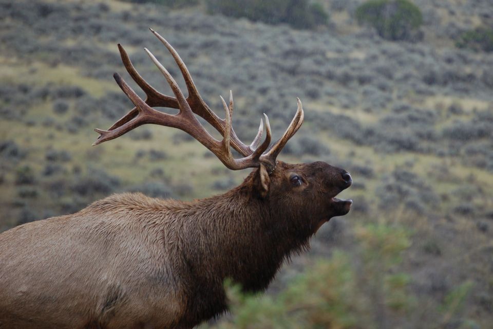 From West Yellowstone: Lamar Valley Wildlife Tour by Van - Exploring the Lamar Valley Wildlife Tour
