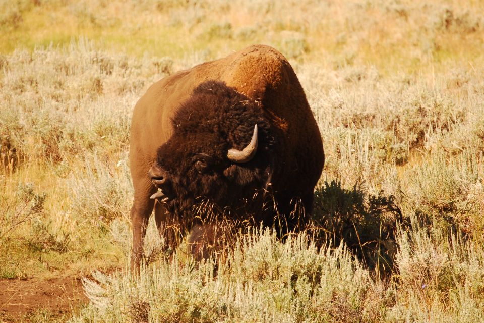 From West Yellowstone: Lamar Valley Wildlife Tour by Van - The Experience: What Sets It Apart