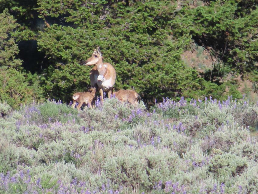 From West Yellowstone: Lamar Valley Wildlife Tour by Van - The Sum Up