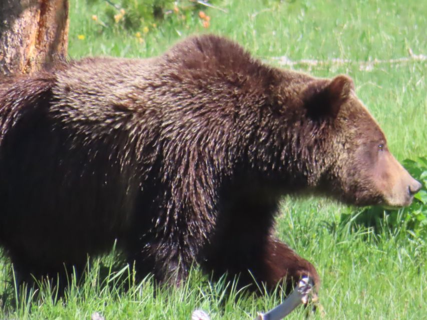 From West Yellowstone: Lamar Valley Wildlife Tour by Van - FAQ
