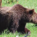 From West Yellowstone: Lower Loop Active Van Tour - An In-Depth Look at the Tour