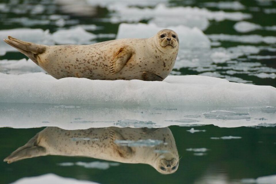 From Whittier: Glacier Quest Cruise with Onboard Lunch - Wildlife Encounters