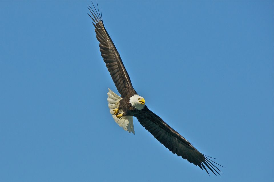 From Whittier: Glacier Quest Cruise with Onboard Lunch - Final Thoughts: Who Should Consider This Tour?