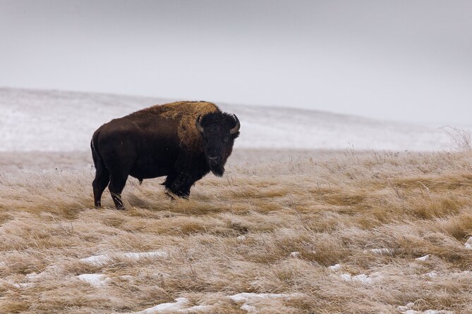 Frozen Frontier: Badlands Winter Expedition - Authentic Insights from past reviews