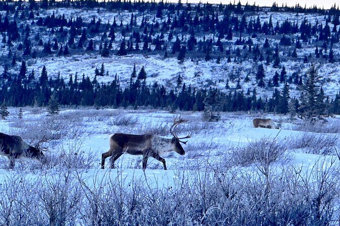 Full Alaskan Experience - What’s Included and What to Keep in Mind