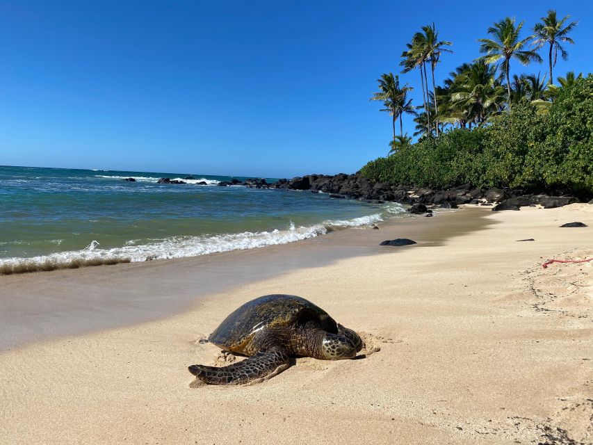 Full Day Best of Oahu Sightseeing Tour - Why Travelers Love This Tour (According to Reviews)