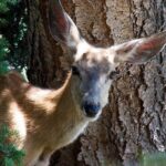 Full Day Best Of Yellowstone National Park Tour From Big Sky - Why This Tour Offers Great Value