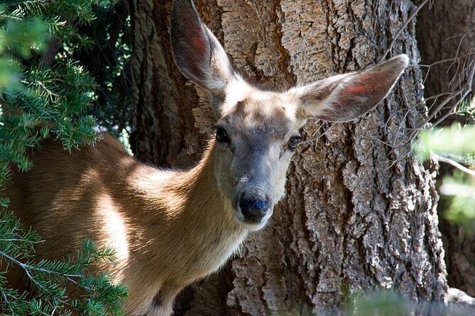 Full Day Best Of Yellowstone National Park Tour From Big Sky - Why This Tour Offers Great Value