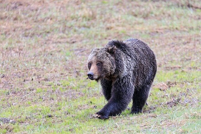 Full Day Best Of Yellowstone National Park Tour From Big Sky - Final Thoughts