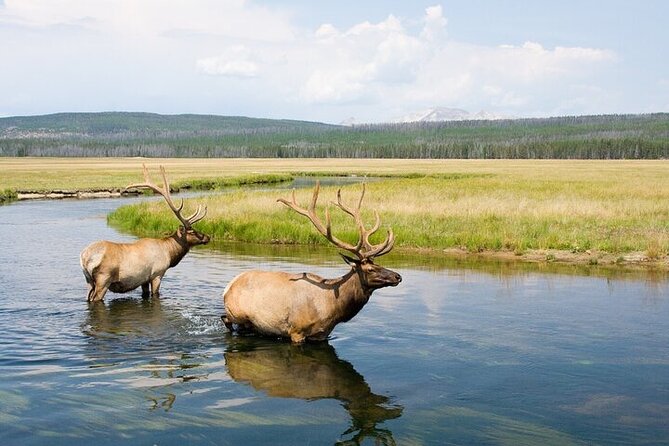 Full Day Best Of Yellowstone National Park Tour From Big Sky - FAQ