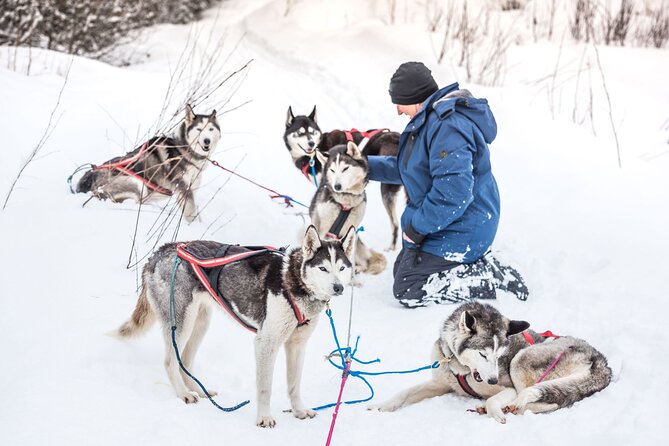 Full Day "Drive Your Own Dog Team" Dog Sledding Tour - What’s Included and What to Keep in Mind  