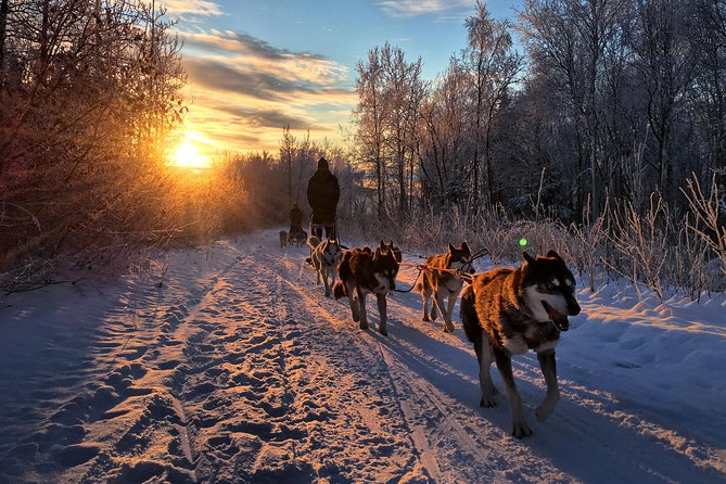 Full Day "Drive Your Own Dog Team" Dog Sledding Tour - Authenticity and Reviews: What Travelers Say