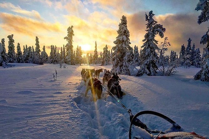 Full Day "Drive Your Own Dog Team" Dog Sledding Tour - Who Should Consider This Tour?  