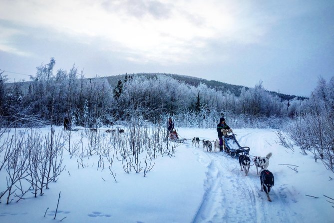 Full Day "Drive Your Own Dog Team" Dog Sledding Tour - The Sum Up: Is It Worth It?  