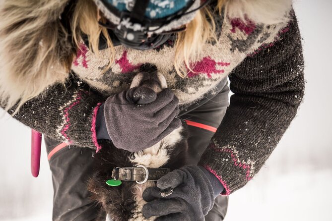 Full Day "Drive Your Own Dog Team" Dog Sledding Tour - Frequently Asked Questions  
