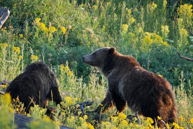 Full-Day Guided Yellowstone Day Tour - An In-Depth Look at the Yellowstone Tour Experience