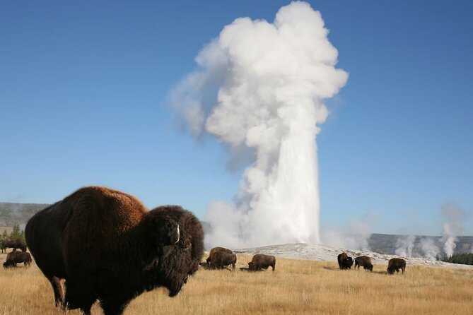 Full-Day Guided Yellowstone Day Tour - The Bottom Line: Is This Yellowstone Tour for You?