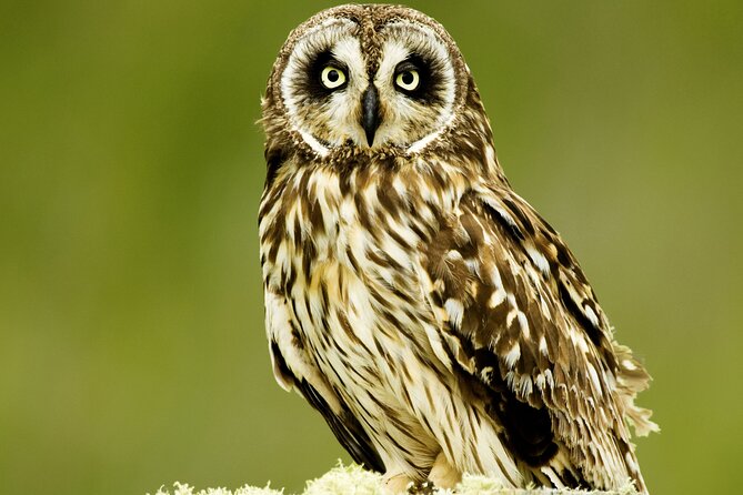 Full-Day Hakalau Forest Reserve Bird Watching Adventure - Key Points