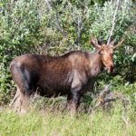 Full Day Ice Museum and Chena Hot Springs Tour - Practical Details and Considerations