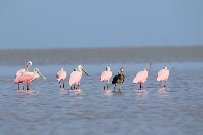 Full-Day Kayak Adventure in the Everglades - Introduction: Why This Everglades Kayak Tour Stands Out