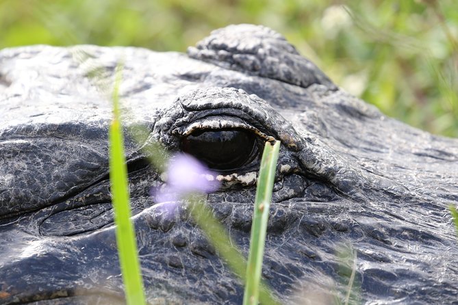 Full-Day Kayak Adventure in the Everglades - Breaking Down the Itinerary