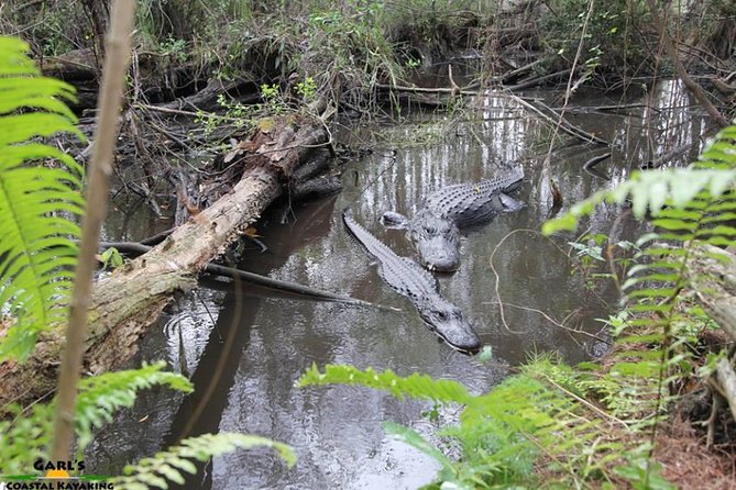 Full-Day Kayak Adventure in the Everglades - What’s Included and What’s Not