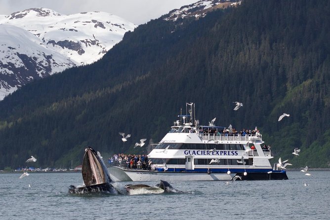 Full-Day Kenai Fjords National Park Cruise - Practical Tips for Booking and Preparing