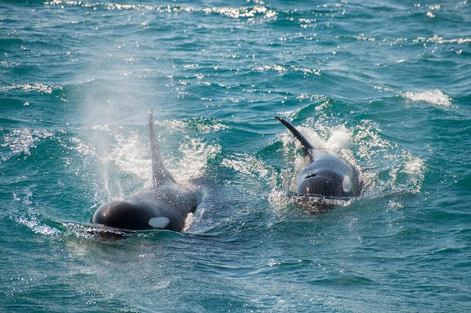 Full-Day Kenai Fjords National Park Cruise - Who Will Love This Tour?
