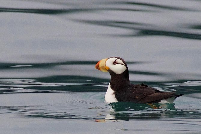 Full-Day Kenai Fjords National Park Cruise - Final Thoughts