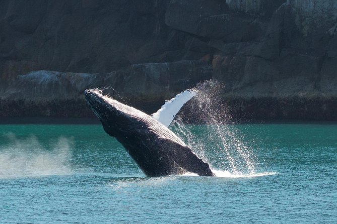 Full-Day Kenai Fjords National Park Cruise - Frequently Asked Questions