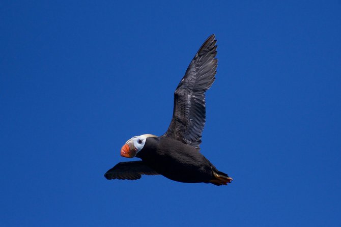 Full-Day Kenai Fjords National Park Northwestern Cruise - An In-Depth Look at the Full-Day Kenai Fjords Northwestern Cruise