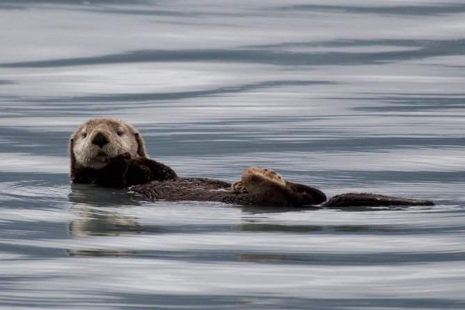 Full-Day Kenai Fjords National Park Northwestern Cruise - The Experience for Different Types of Travelers