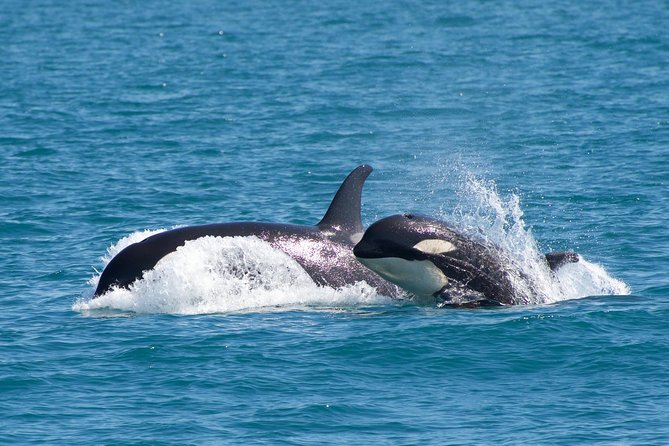 Full-Day Kenai Fjords National Park Northwestern Cruise - Practical Tips for Your Trip