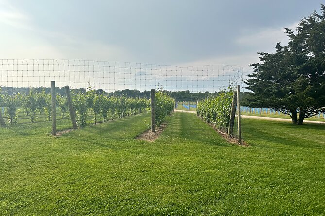 Full-Day Luxury Long Island Private Winery Tour - Transportation & Overall Comfort