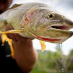 Full Day Montana Fly Fishing Adventure - Key Points