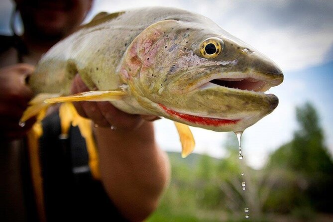Full Day Montana Fly Fishing Adventure - Key Points