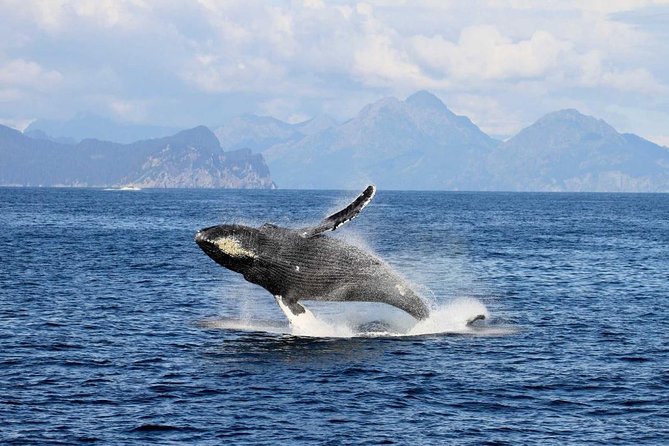 Full day Northwestern Glacier & Wildlife Tour from Seward - Who Will Love This Tour?